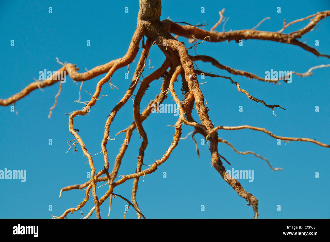 Racine arbre Banque de photographies et d’images à haute résolution - Alamy