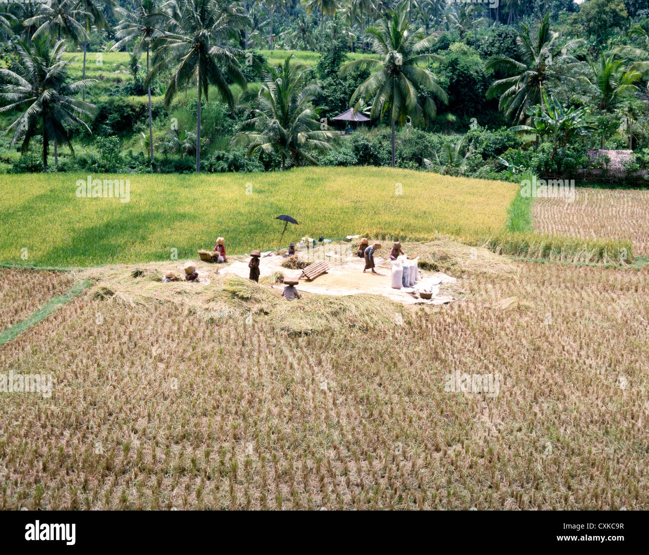 Rice harvest bali Banque de photographies et d’images à haute ...