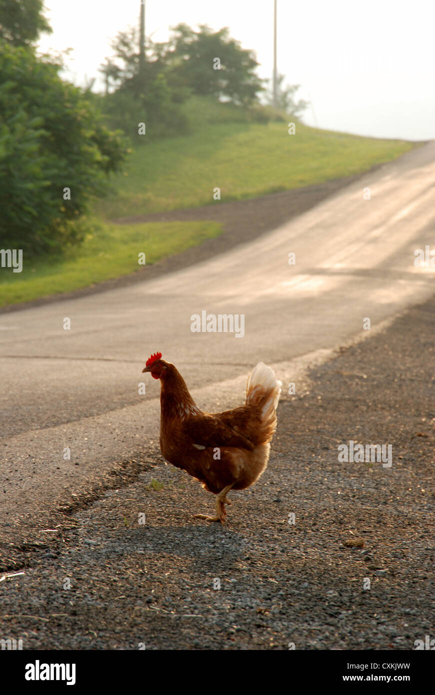 Pourquoi le poulet a traversé la route Photo Stock - Alamy