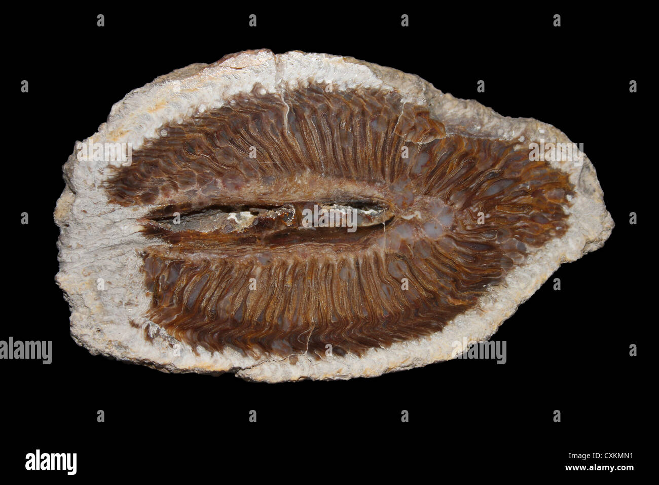 Araucaria mirabilis Banque de photographies et d’images à haute ...