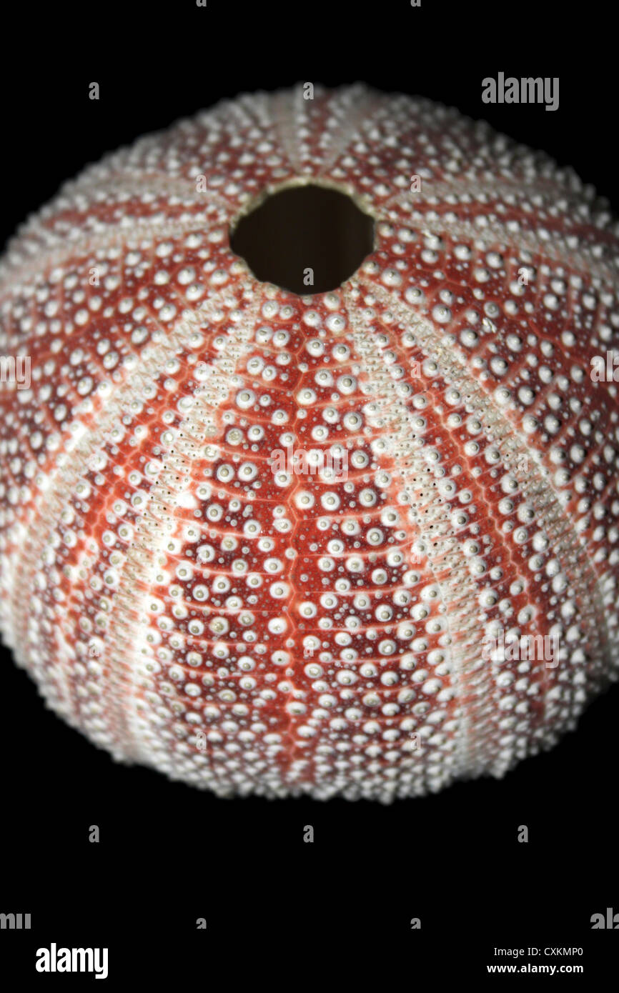 Test d'oursin Banque de photographies et d’images à haute résolution ...