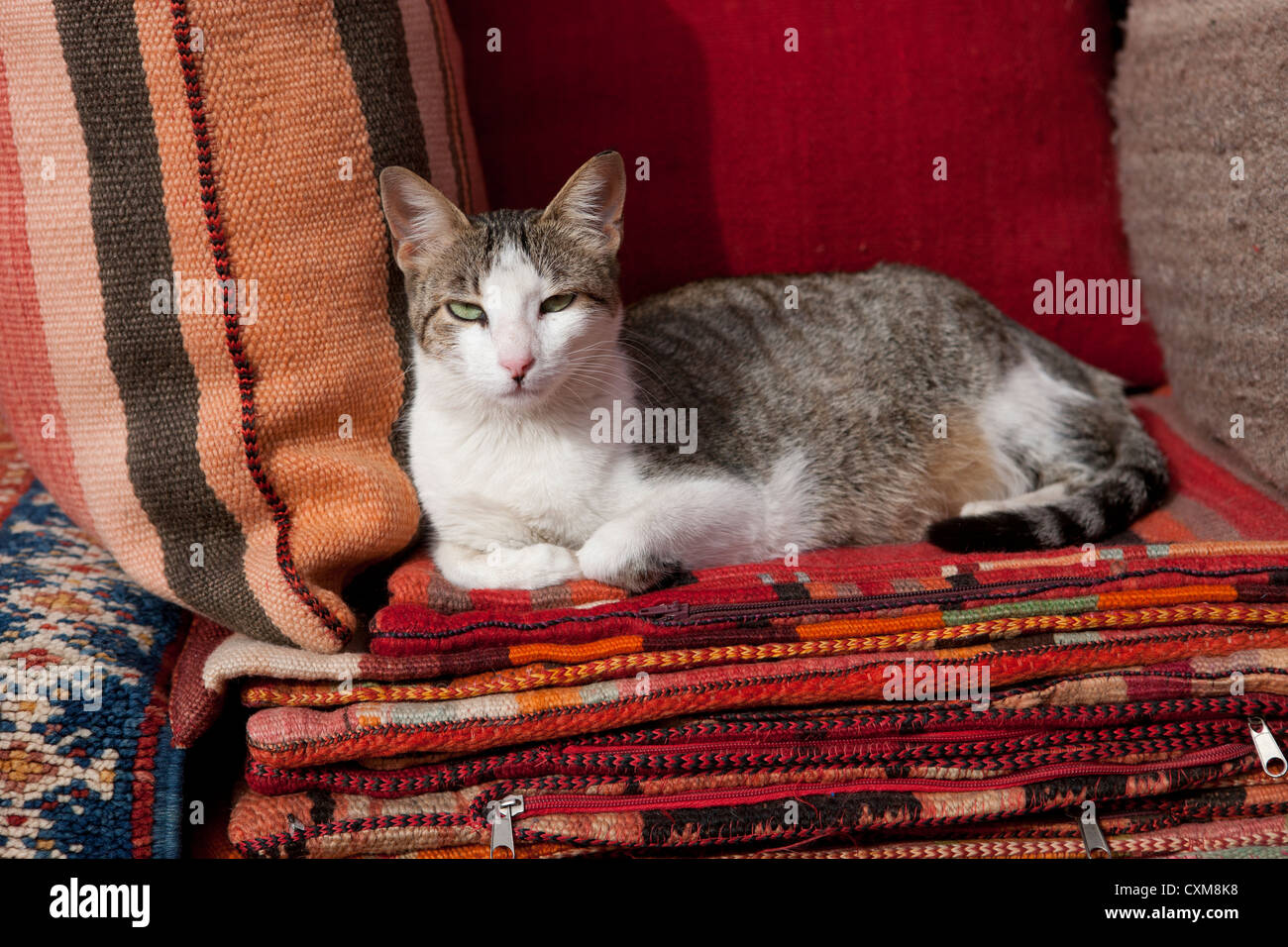 Chat au maroc Banque de photographies et d’images à haute résolution ...
