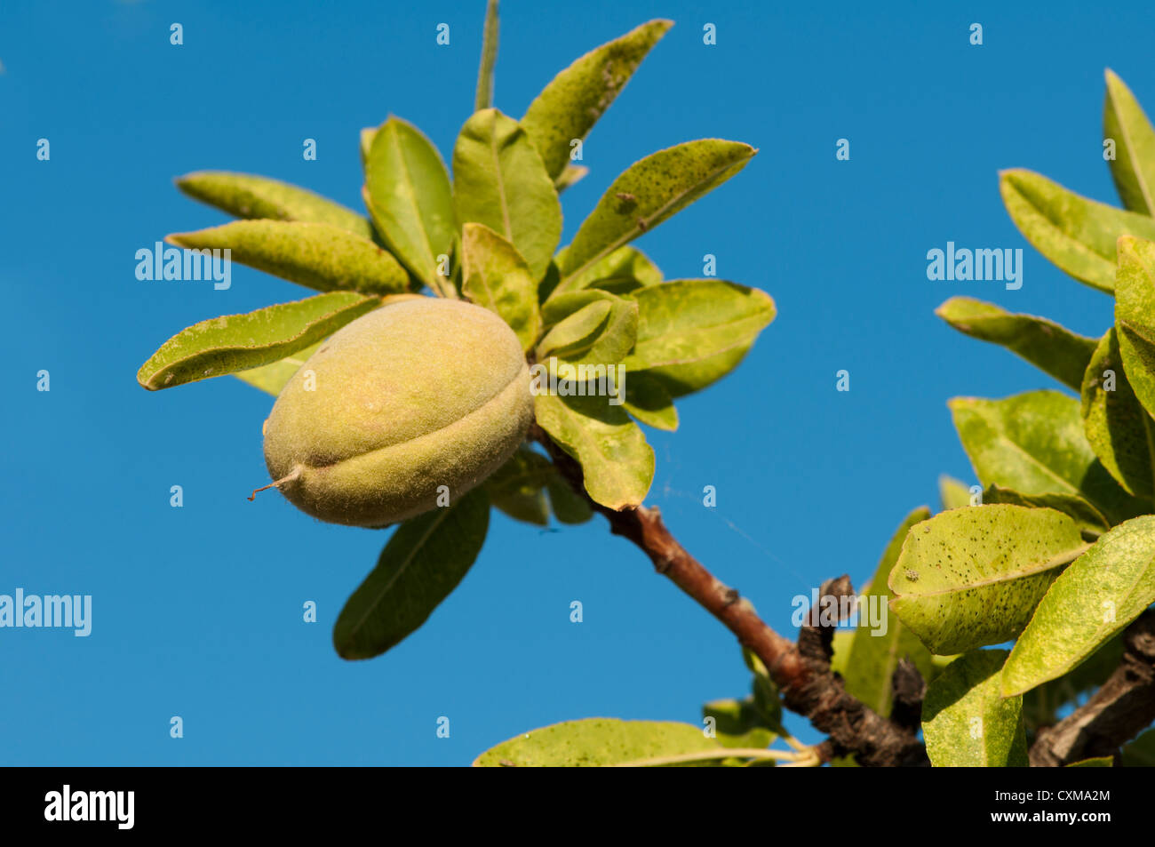 Amande verte Banque de photographies et d’images à haute résolution - Alamy