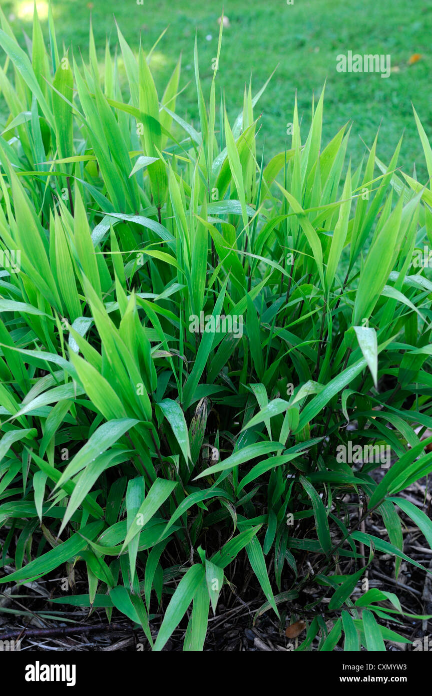 Uniola latifolia Banque de photographies et d’images à haute résolution ...