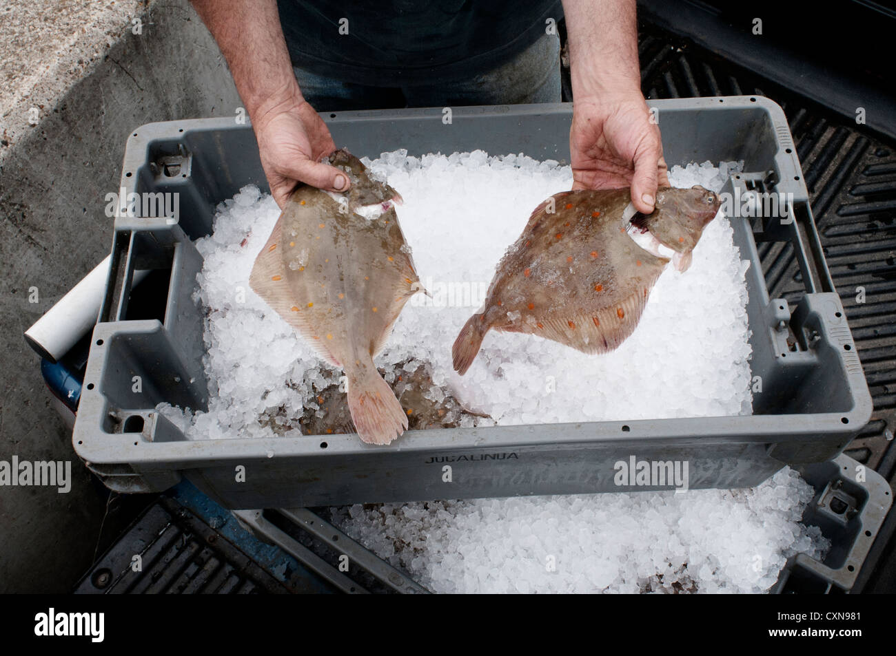 Sole fish Banque de photographies et d’images à haute résolution - Alamy