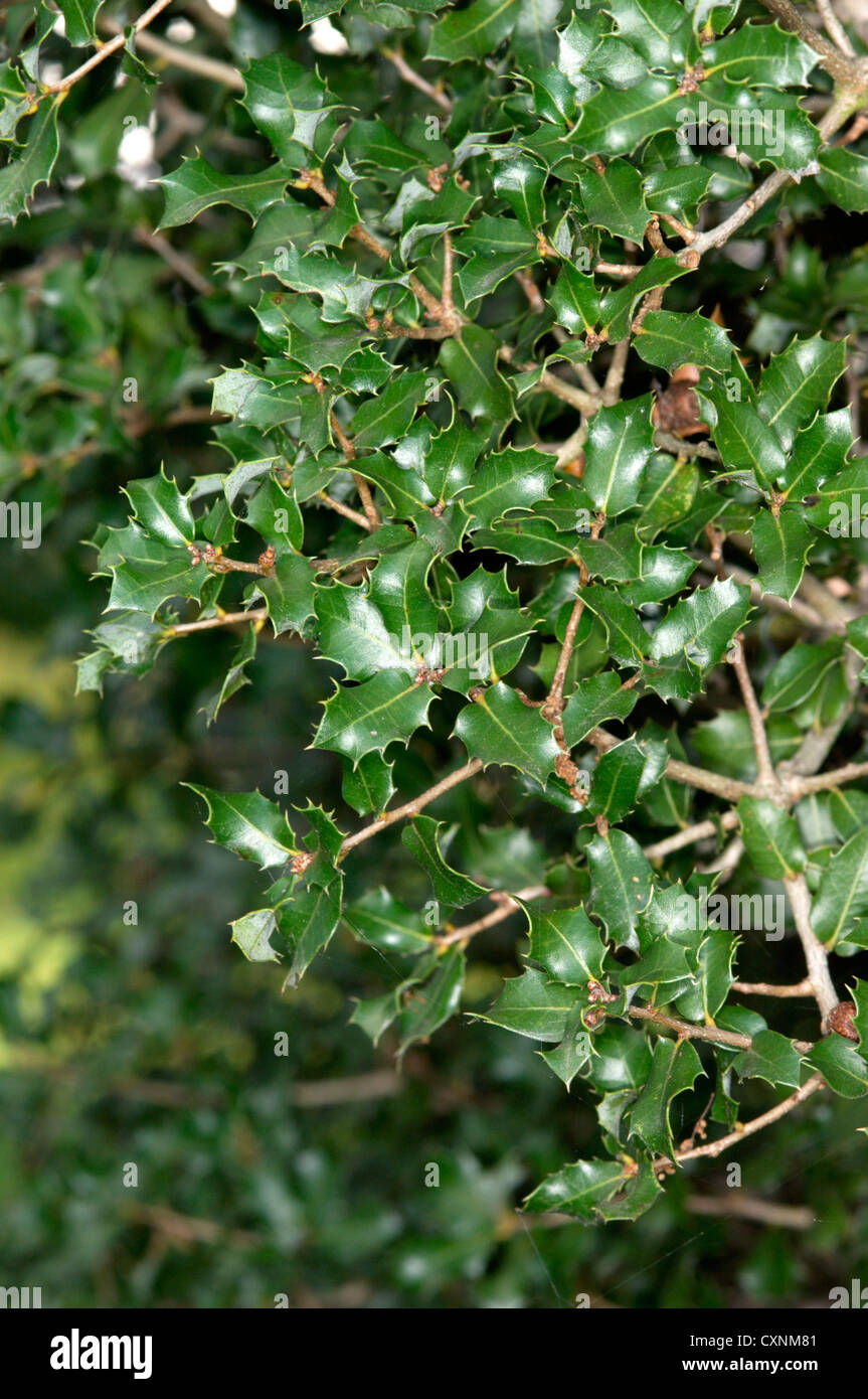 Chêne chêne kermès Quercus coccifera (Fagaceae Photo Stock - Alamy