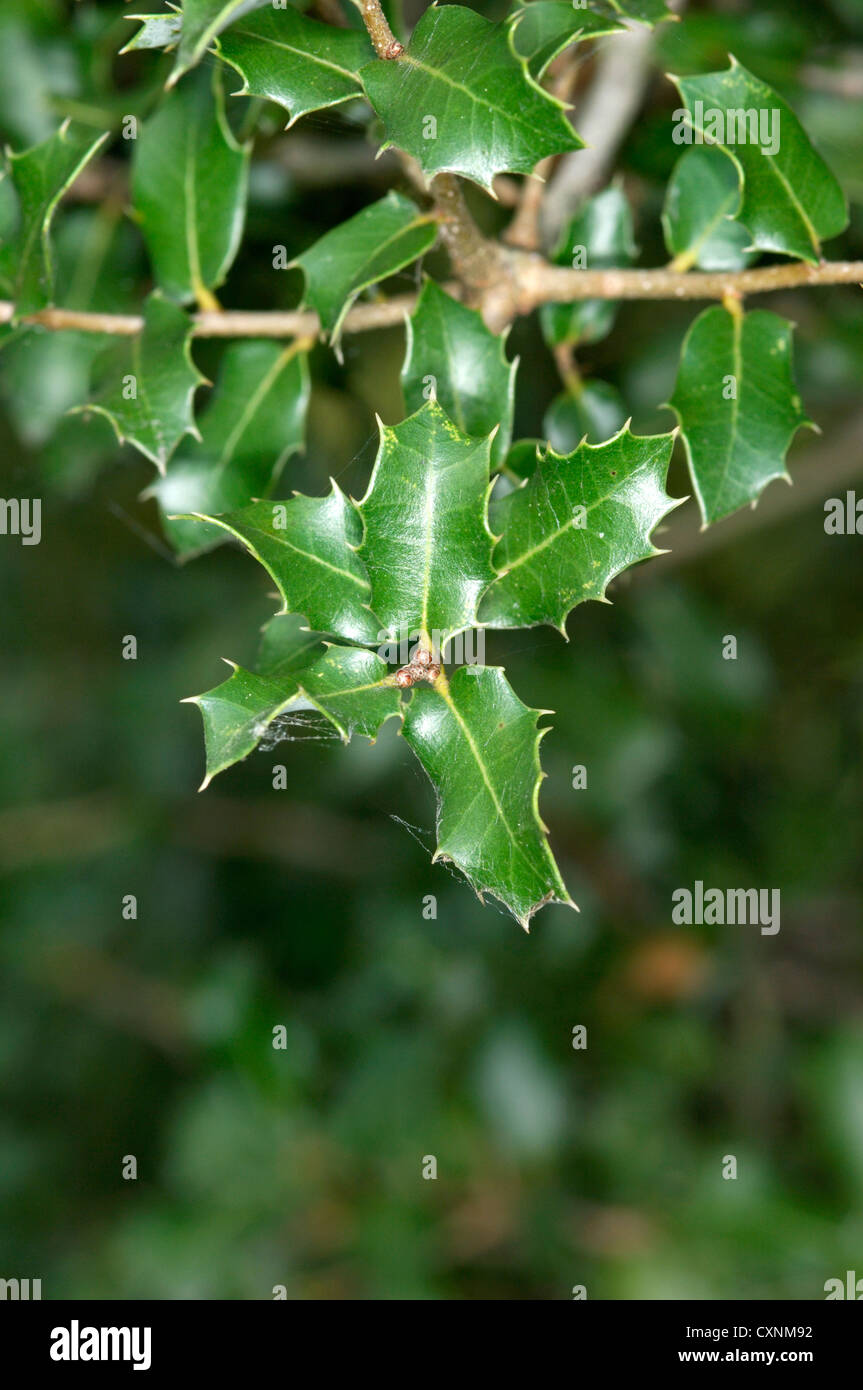 Chêne chêne kermès Quercus coccifera (Fagaceae Photo Stock - Alamy