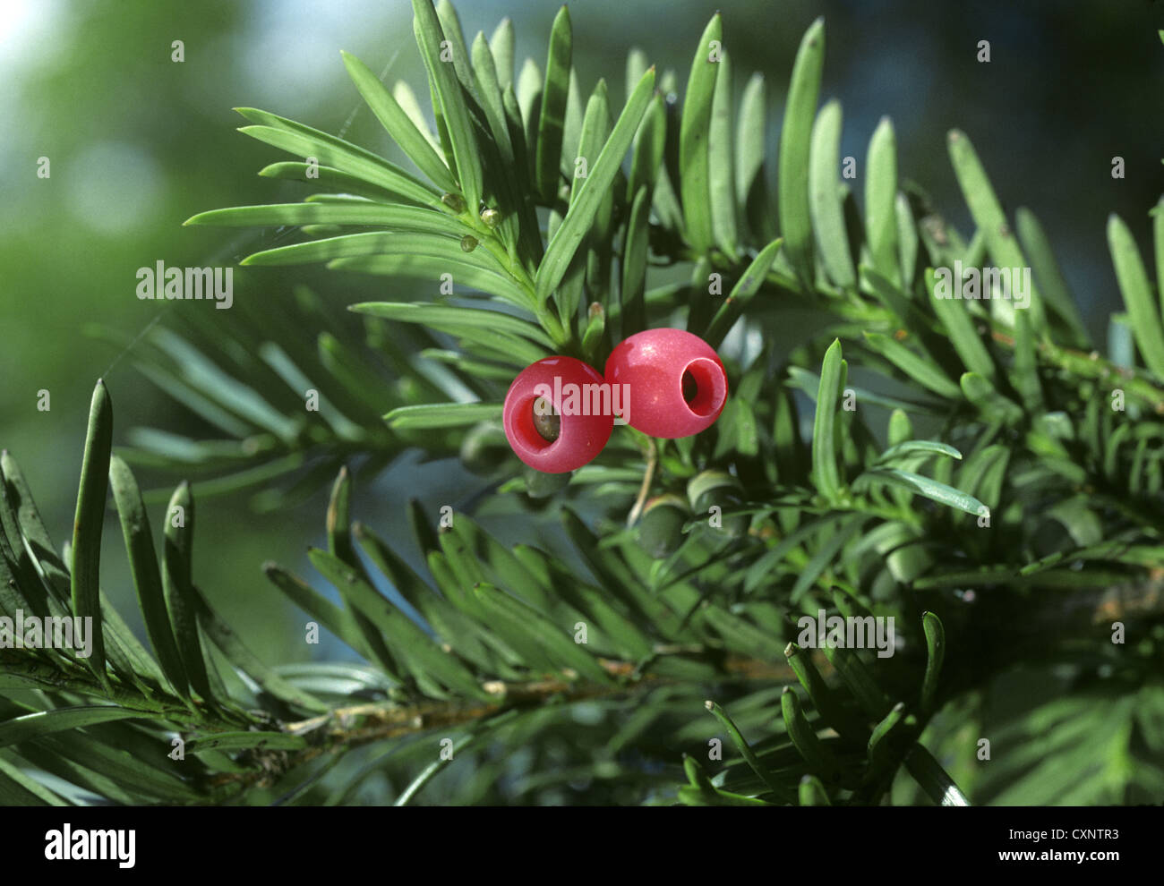 Petits fruits if commun Banque de photographies et d’images à haute ...