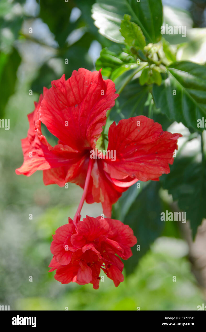 Hibiscus rouge tropical Banque de photographies et d’images à haute ...