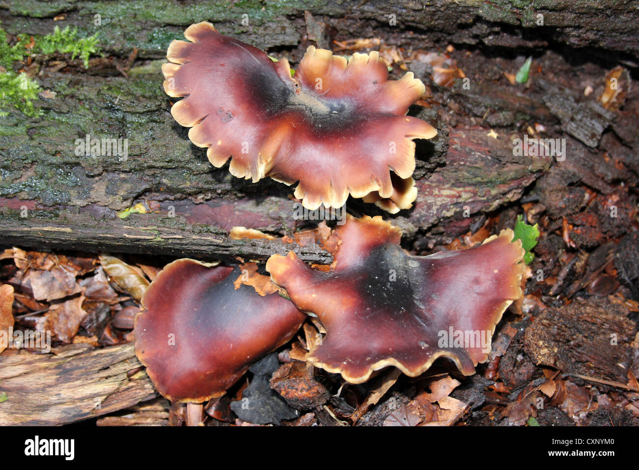 Polypore polyporus Banque de photographies et d’images à haute ...