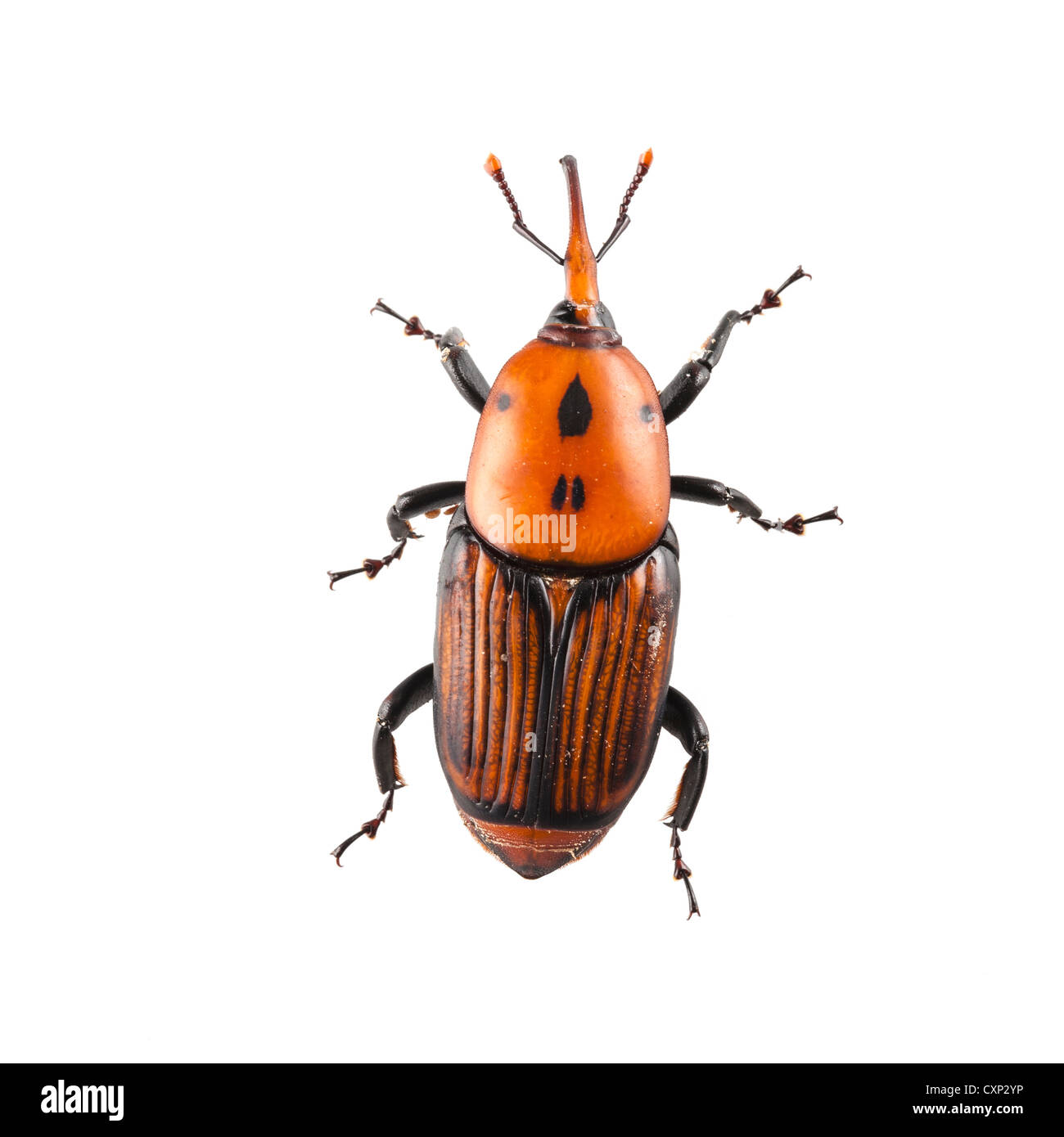 Charançon rouge des palmiers isolé sur fond blanc Photo Stock - Alamy