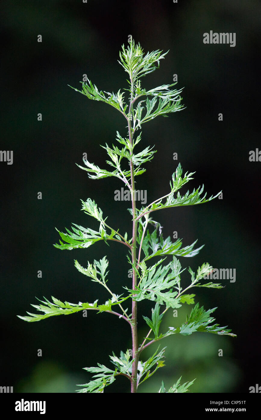 Armoise commune artemisia vulgaris Banque de photographies et d’images ...