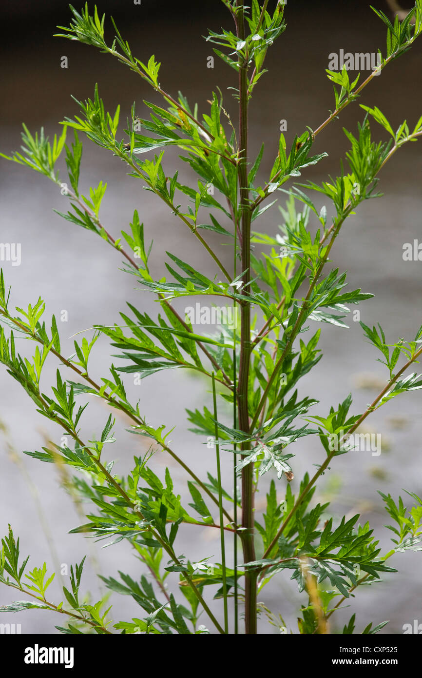 / Armoise (Artemisia vulgaris Armoise commune) close-up, Belgique Photo ...