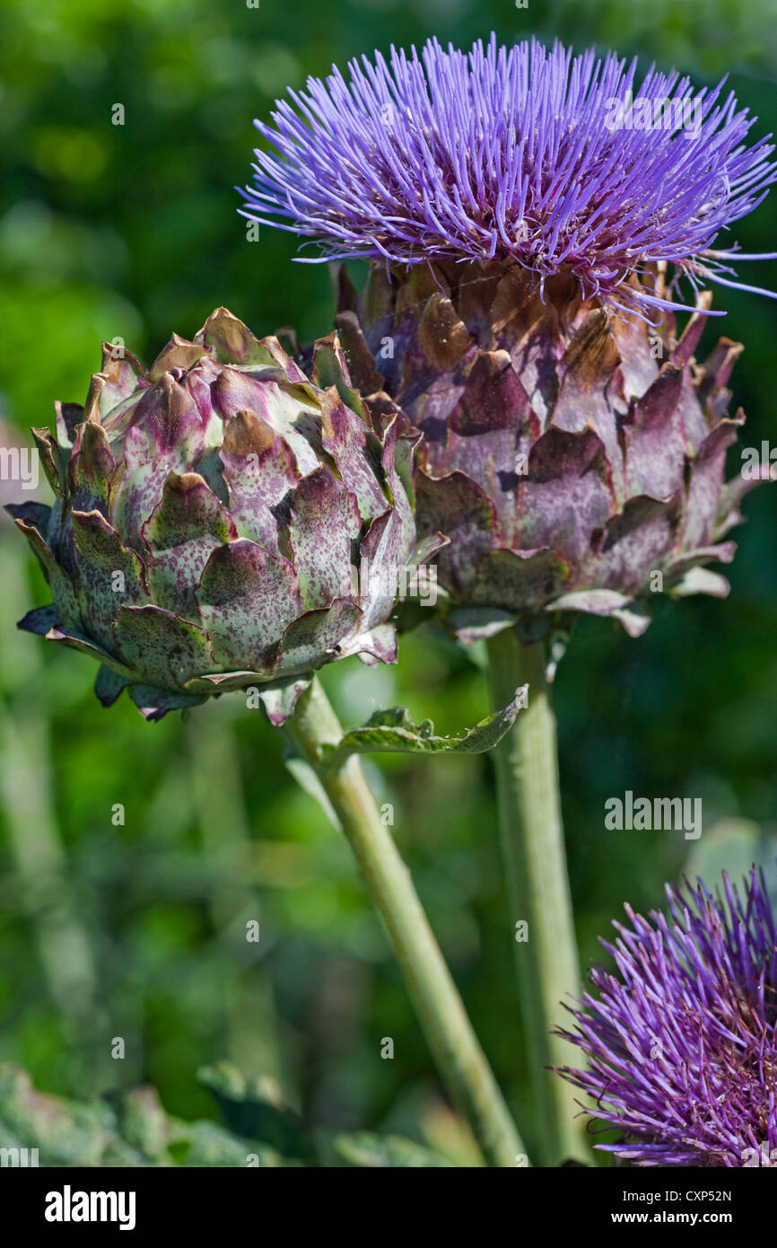 / Chardon artichaut cardon (Cynara cardunculus) en fleur, originaire de ...