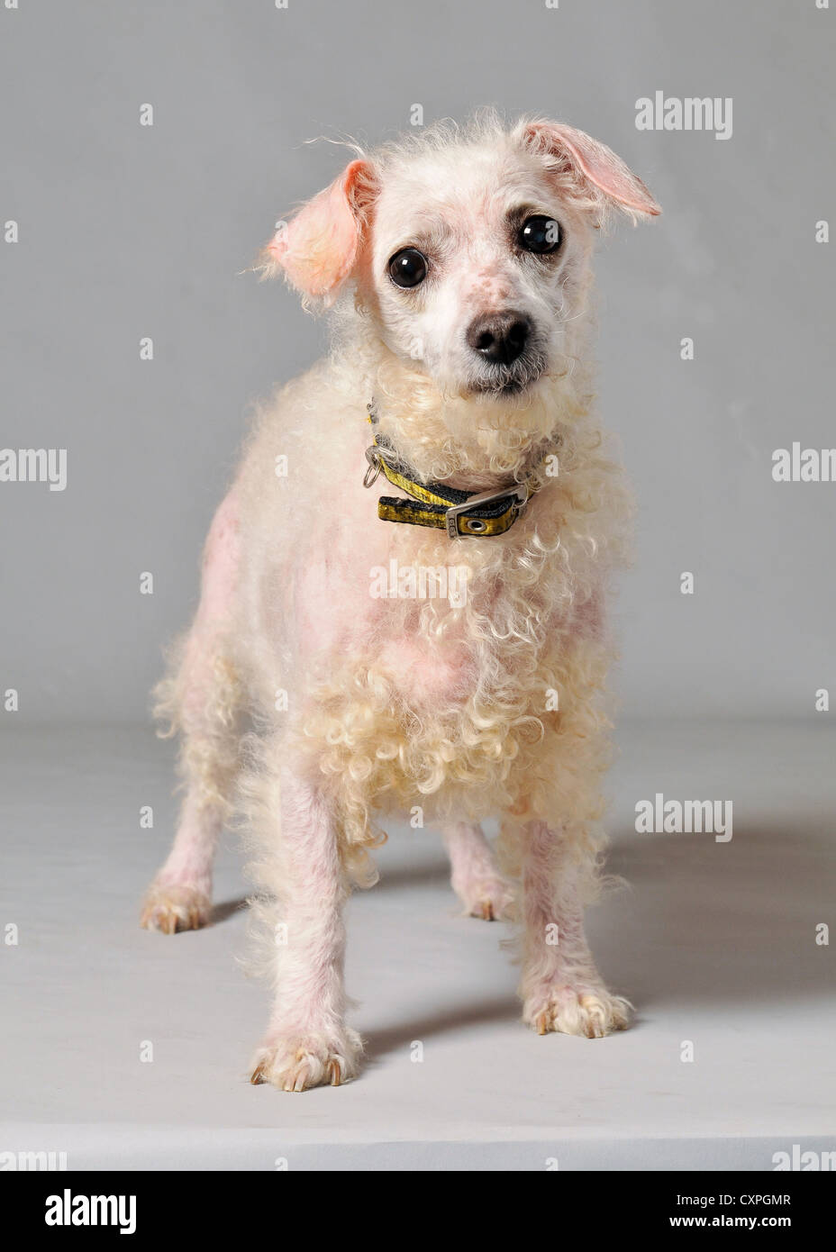 Chien galeux Banque de photographies et d’images à haute résolution - Alamy