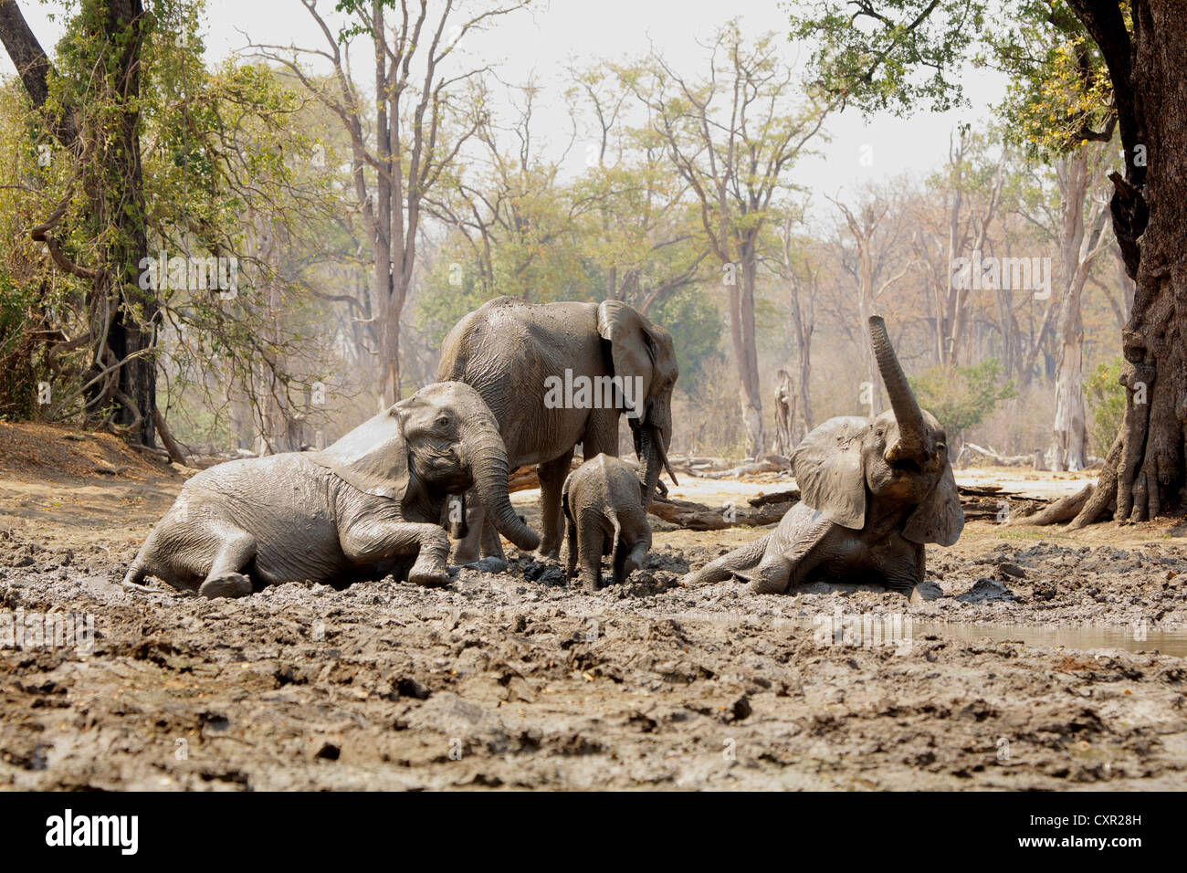 éléphant afrique couché Banque de photographies et d’images à haute ...
