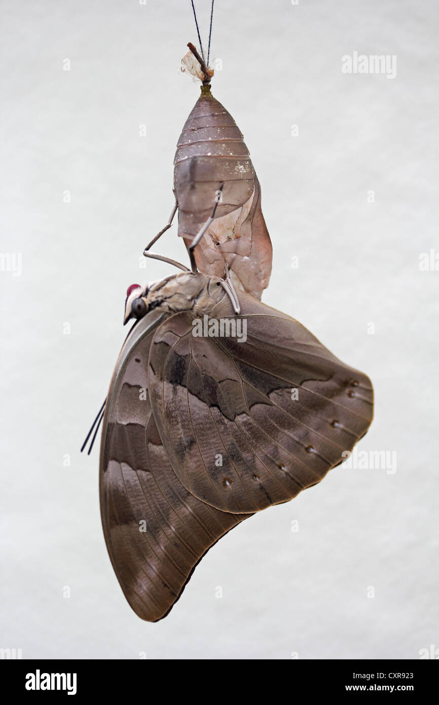 Prepona demophon Banque de photographies et d’images à haute résolution ...