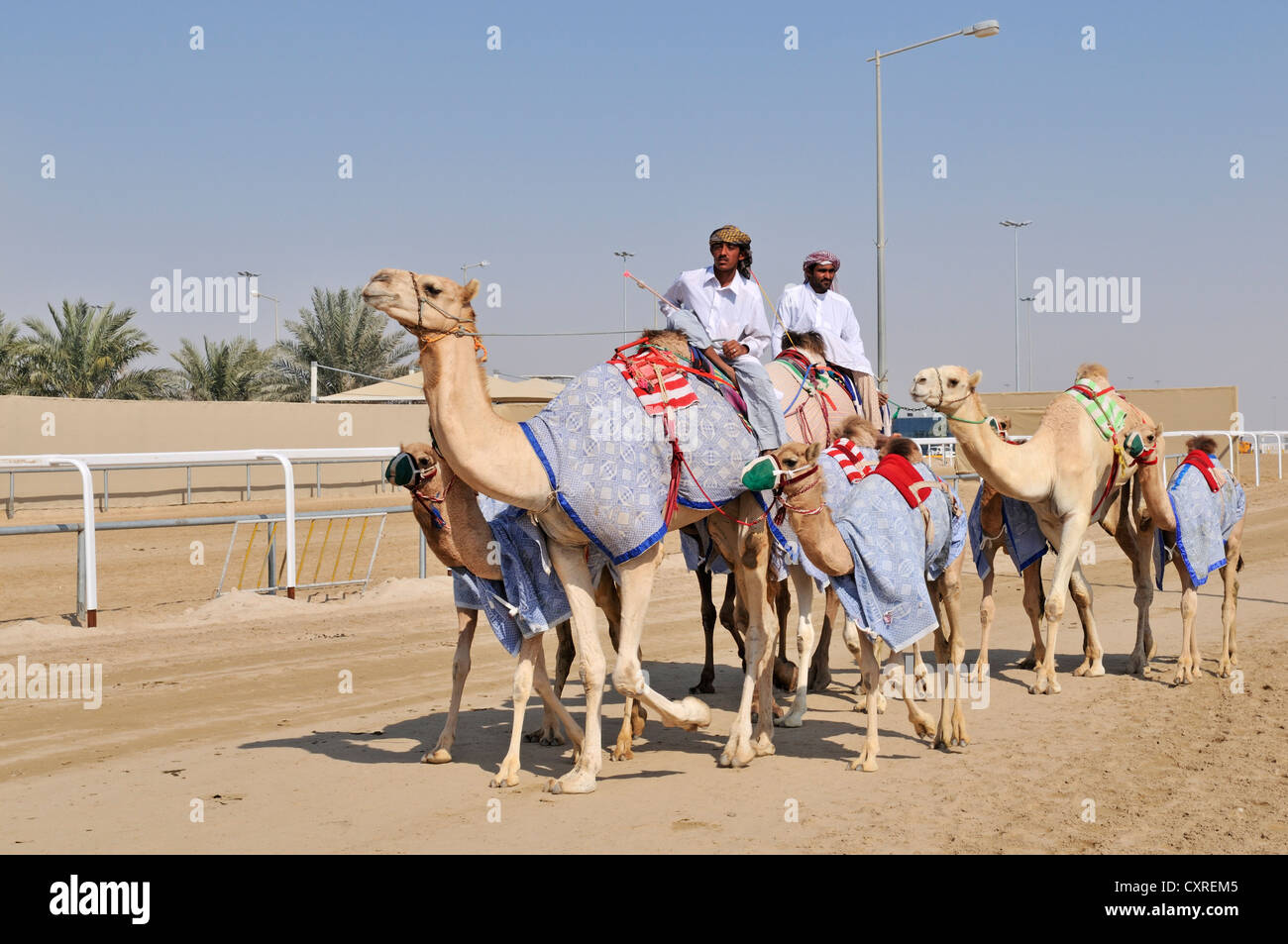 Camel racing Banque de photographies et d’images à haute résolution - Alamy