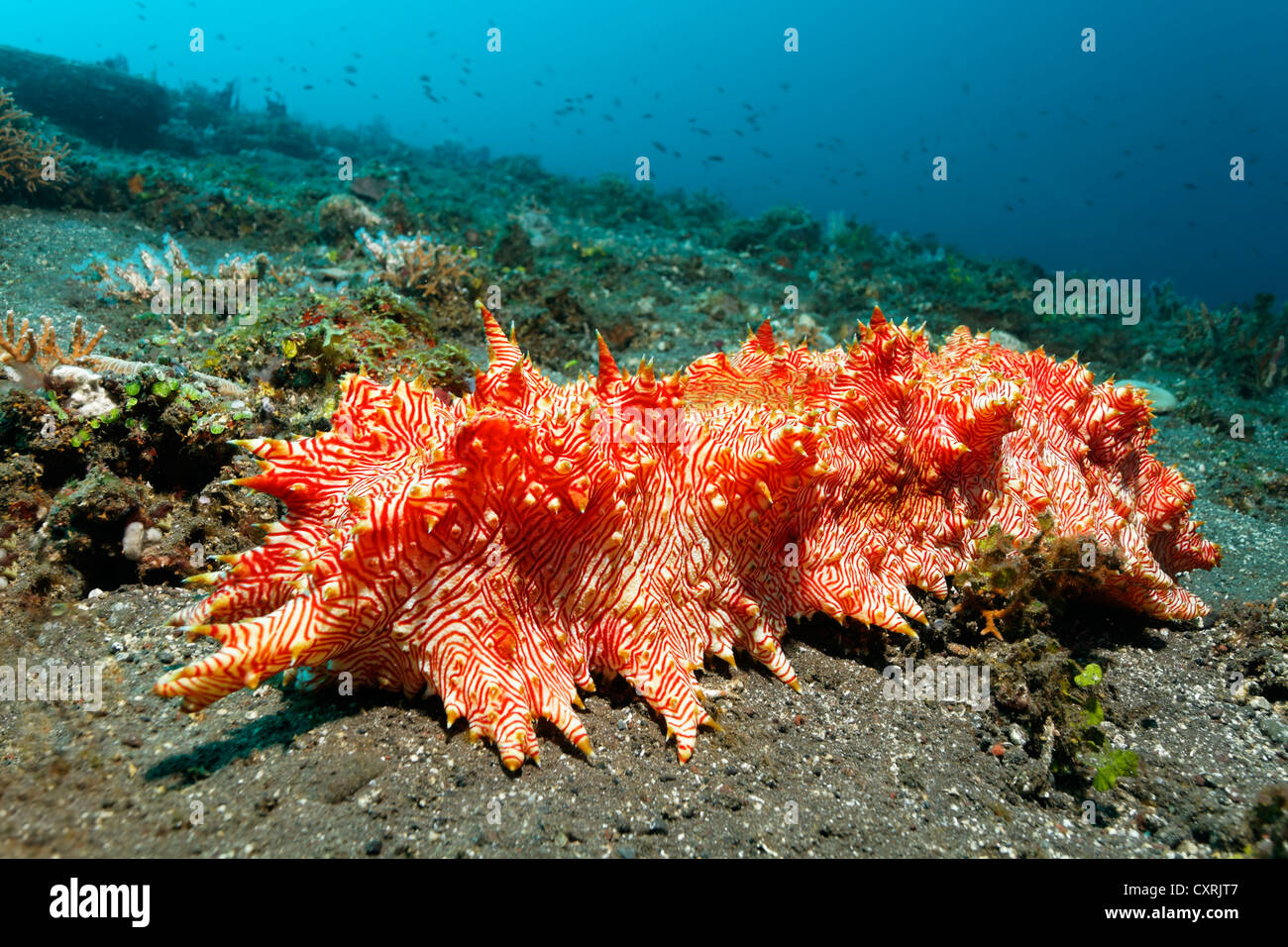 Concombre de mer sableux Banque de photographies et d’images à haute ...