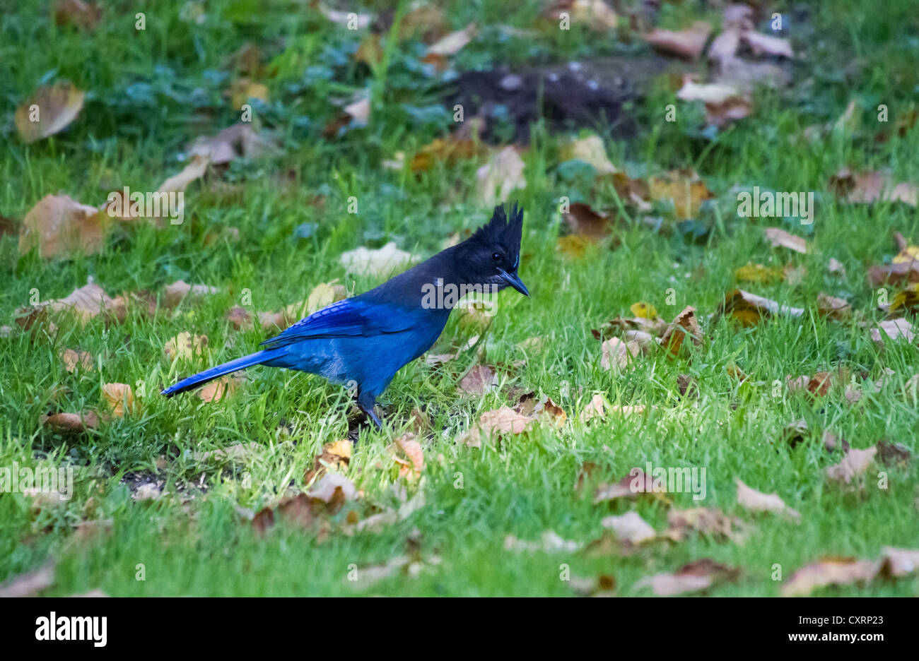 Stellers jay Banque de photographies et d’images à haute résolution - Alamy