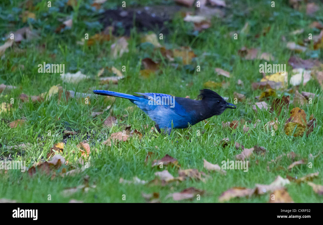 Stellers jay Banque de photographies et d’images à haute résolution - Alamy