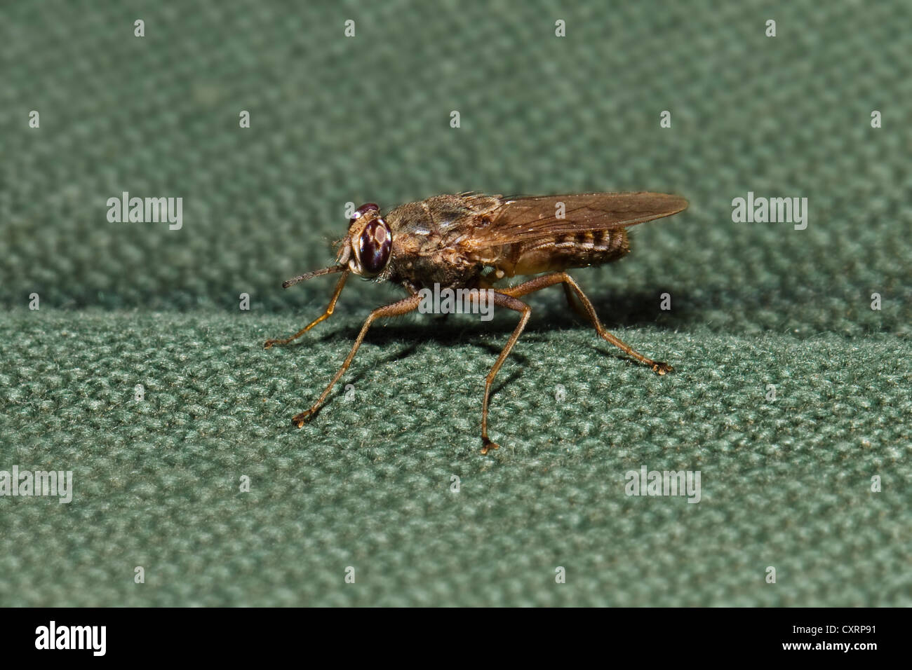 La mouche tsé-tsé (Glossina sp.), le tissu, la Tanzanie, l'Afrique de l ...