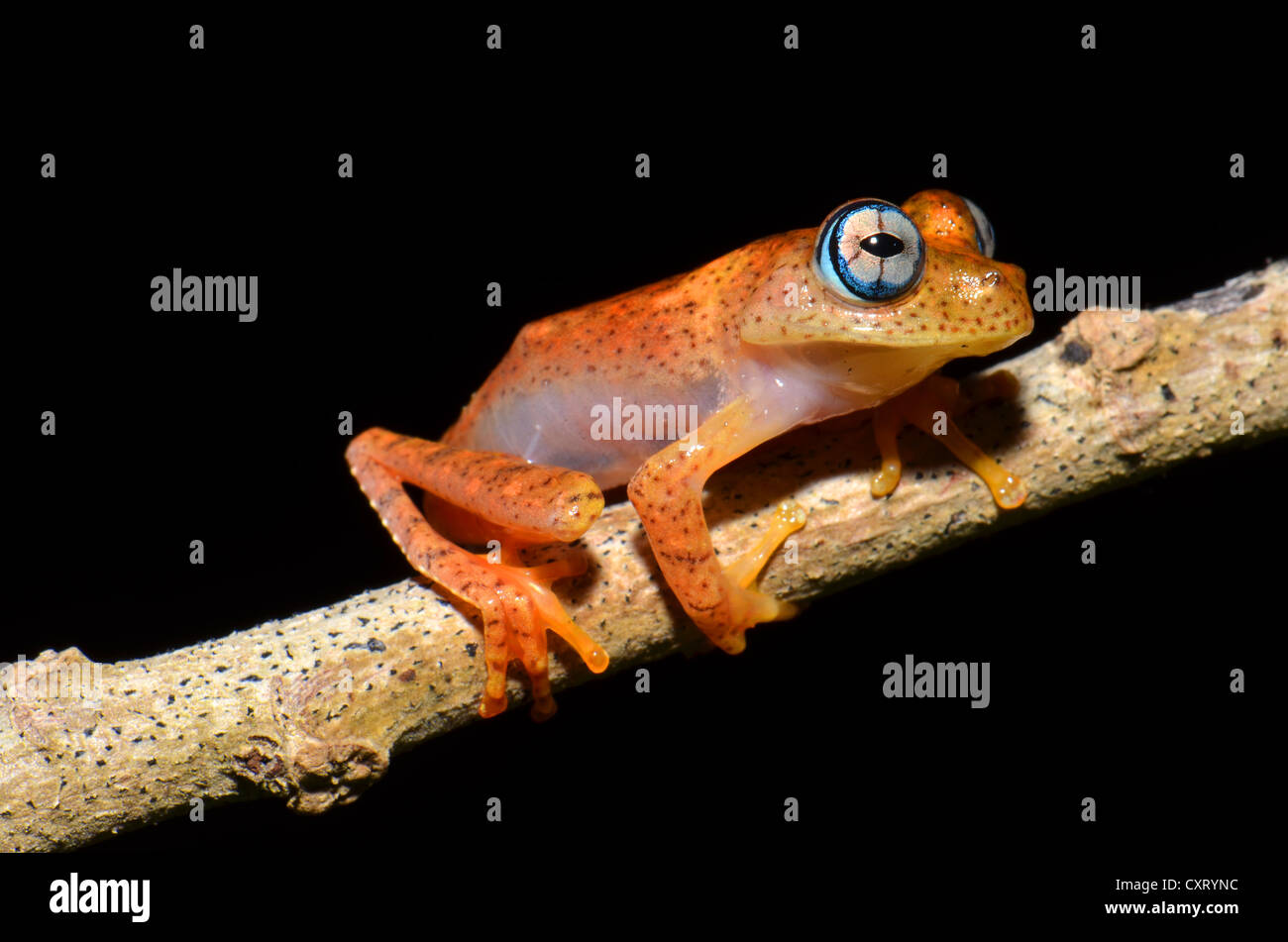 Grenouilles de pluie Banque de photographies et d’images à haute ...