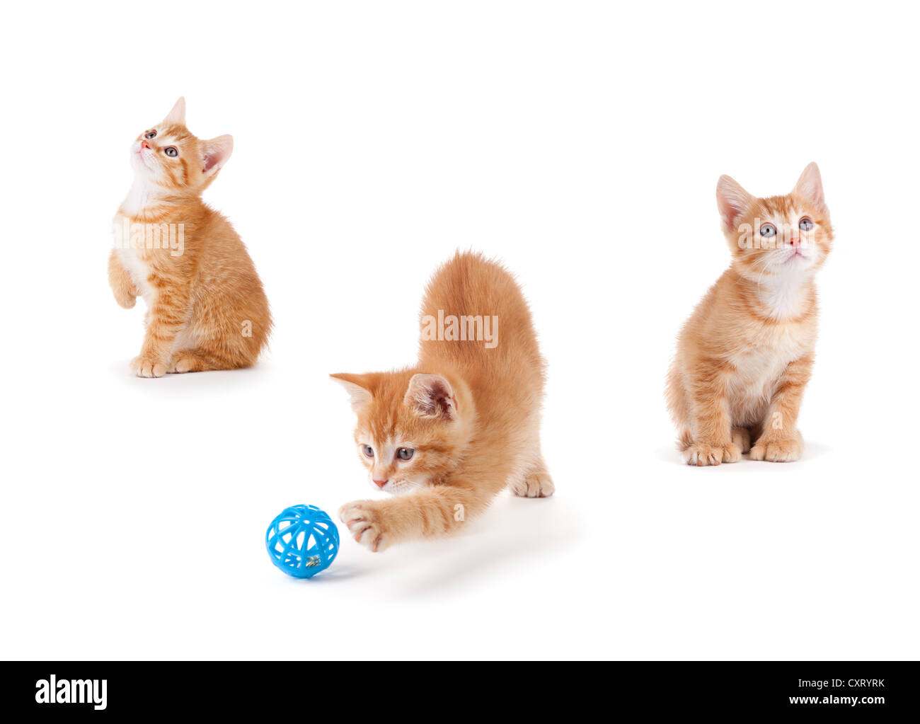 Orange mignon chaton avec grandes pattes à jouer avec un jouet ...