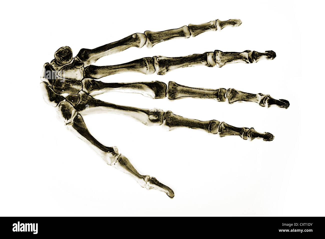 Main dessiner illustration Banque d'images détourées - Alamy