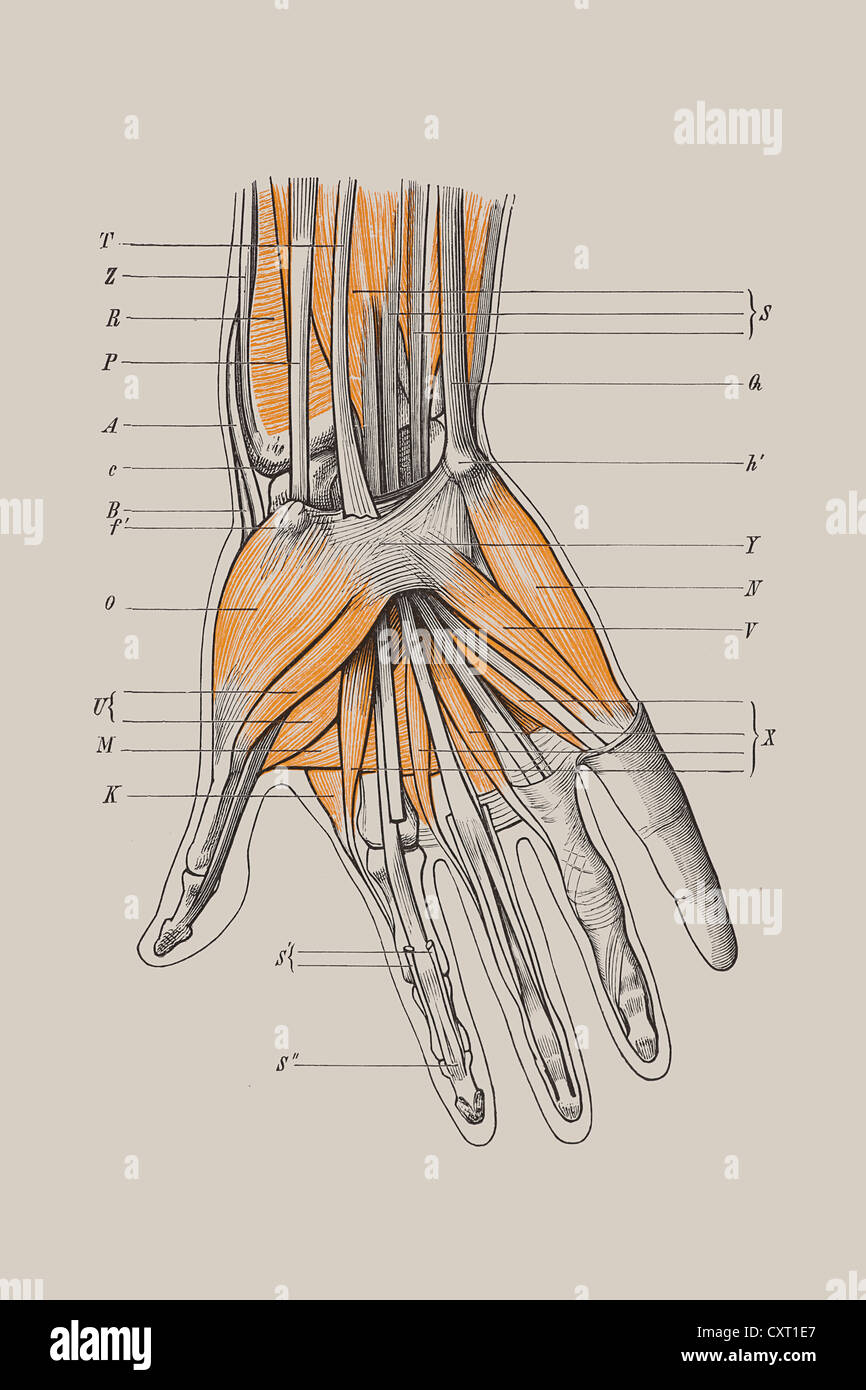 Squelette d'une part avec les muscles, illustration anatomique Photo ...