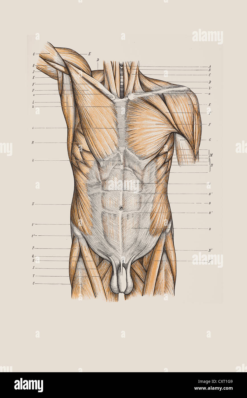 La structure musculaire du torse, illustration anatomique Photo Stock ...