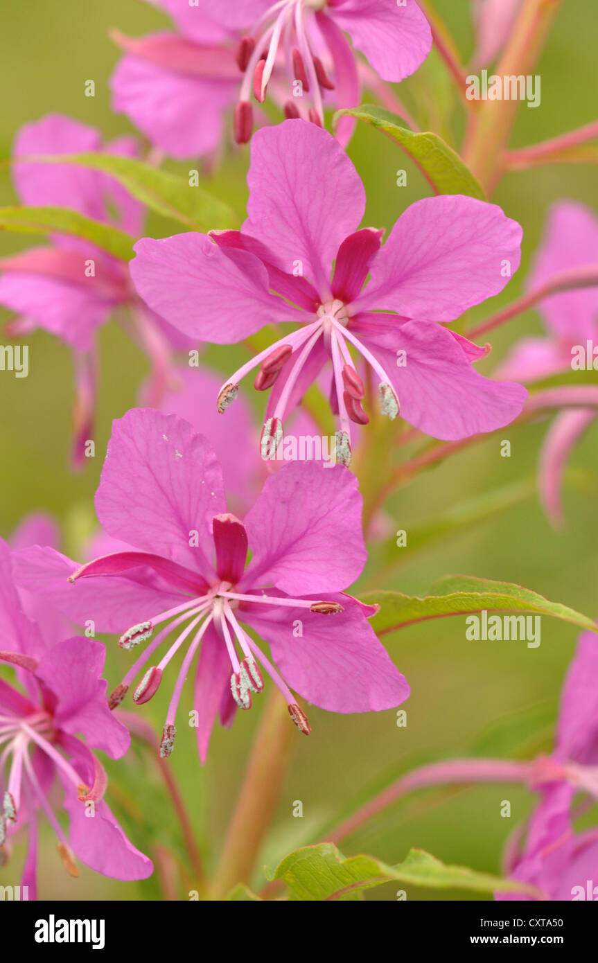 Rosebay willowherb epilobium angustifolium Banque de photographies et d ...