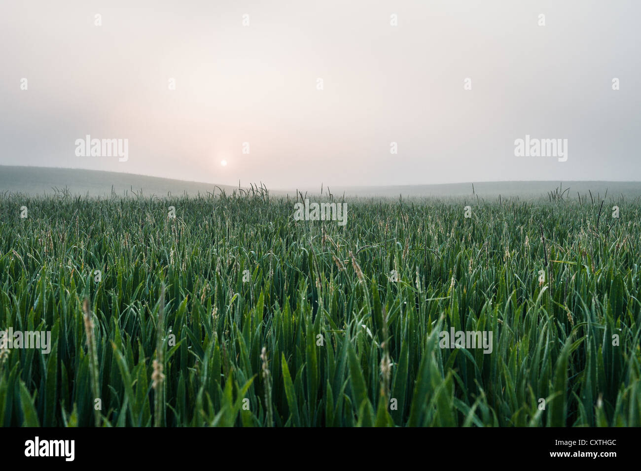 Foggy field of tall grass Photo Stock - Alamy