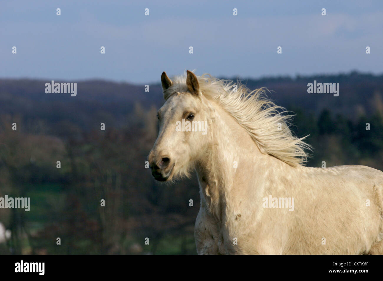 Animaux morgan portrait de cheval Banque de photographies et d’images à ...