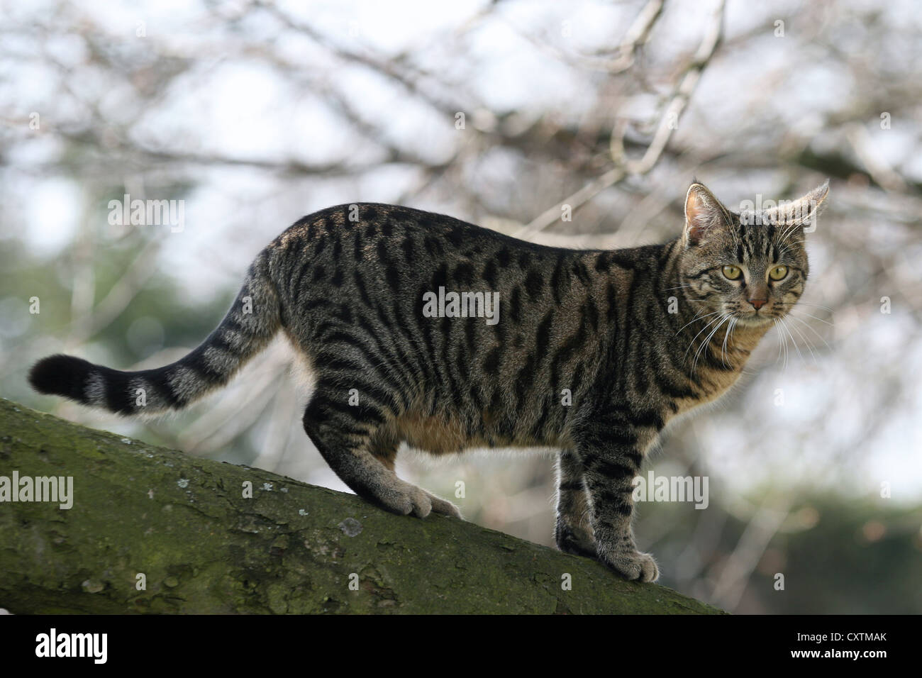 Chats sur un arbre Banque de photographies et d’images à haute ...