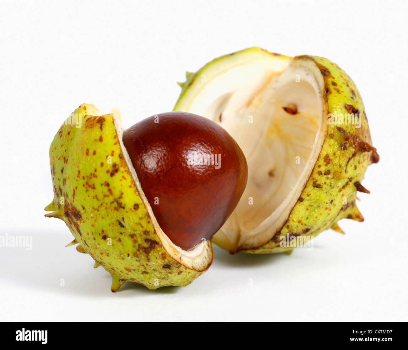 Marrons chataignes Banque de photographies et d’images à haute ...