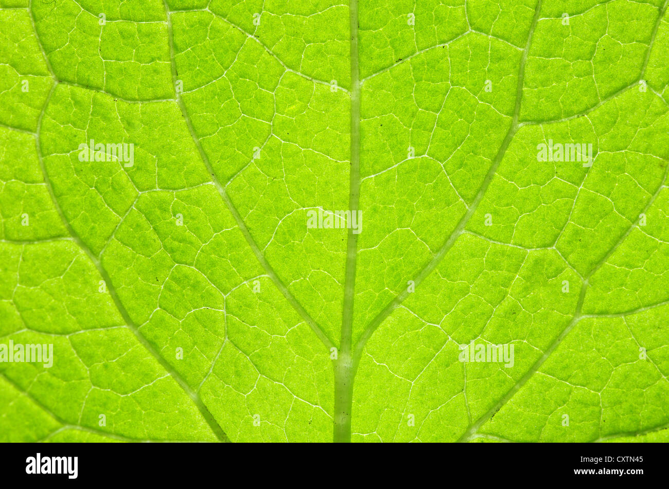 Structure naturelle Banque de photographies et d’images à haute ...
