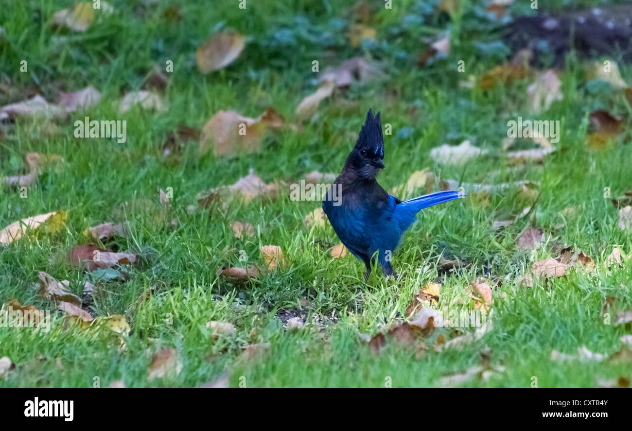 Stellers jay Banque de photographies et d’images à haute résolution - Alamy