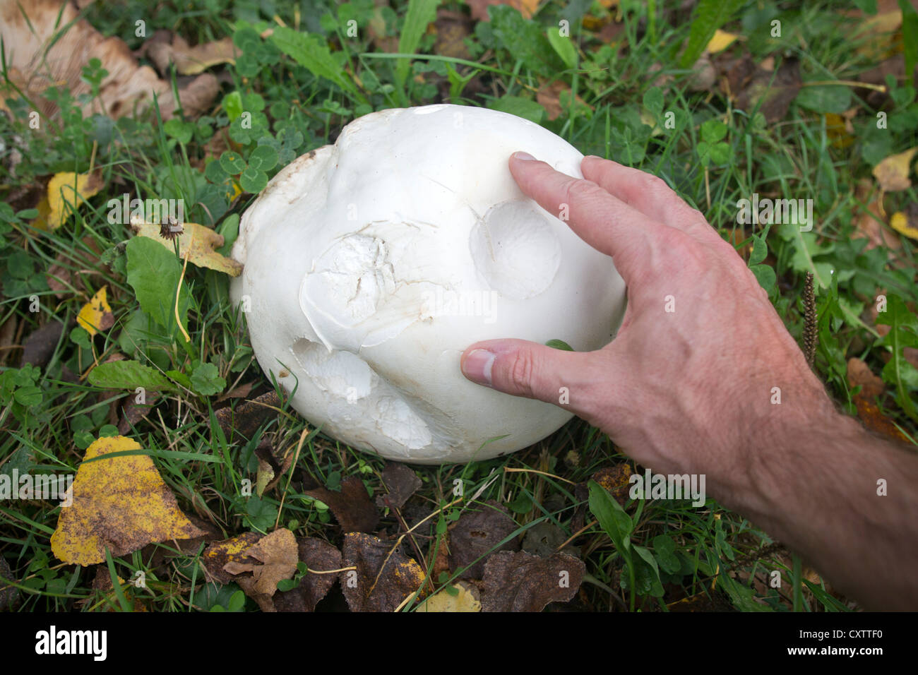 Vesse de loup géante Banque de photographies et d’images à haute ...