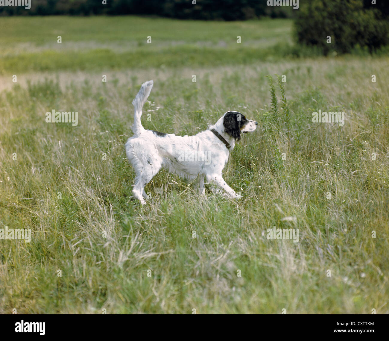 Laverack setter Banque de photographies et d’images à haute résolution ...