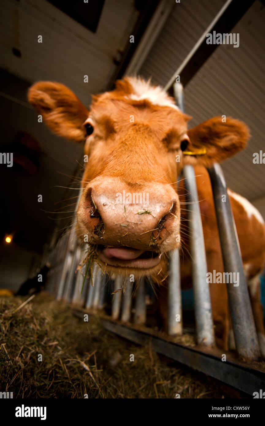 Cow tongue up nose Banque de photographies et d’images à haute ...