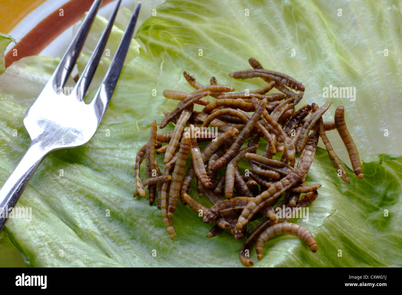 Vers de farine Banque de photographies et d’images à haute résolution ...