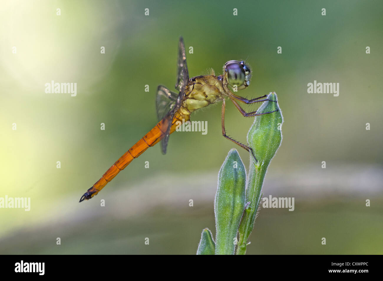 Libellule jaune Banque de photographies et d’images à haute résolution ...