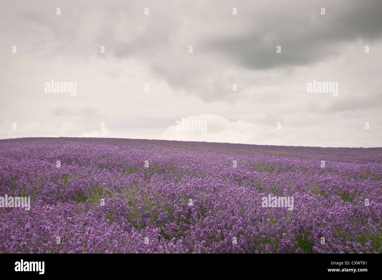 Champ De Fleurs Violettes Banque d'image et photos - Alamy