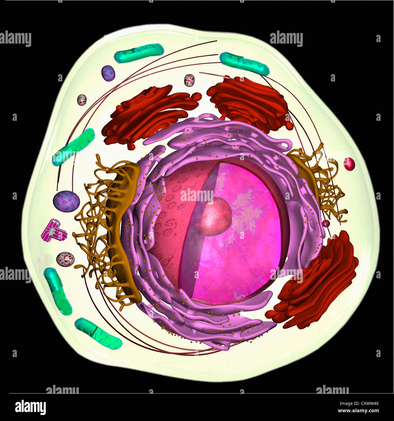 Modèle 3D d'une cellule eucaryote Photo Stock - Alamy