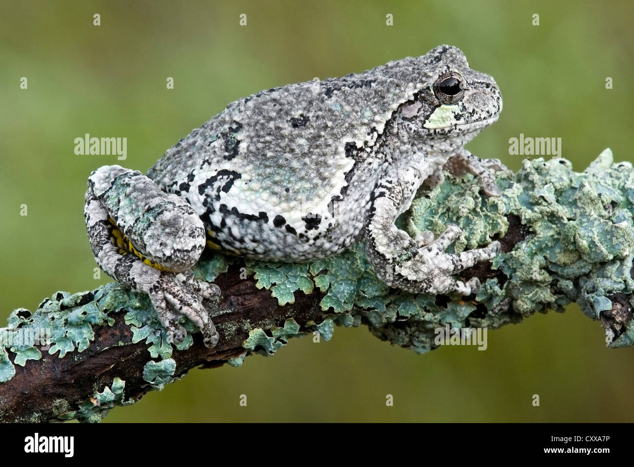 Hyla versicolor Banque de photographies et d’images à haute résolution ...