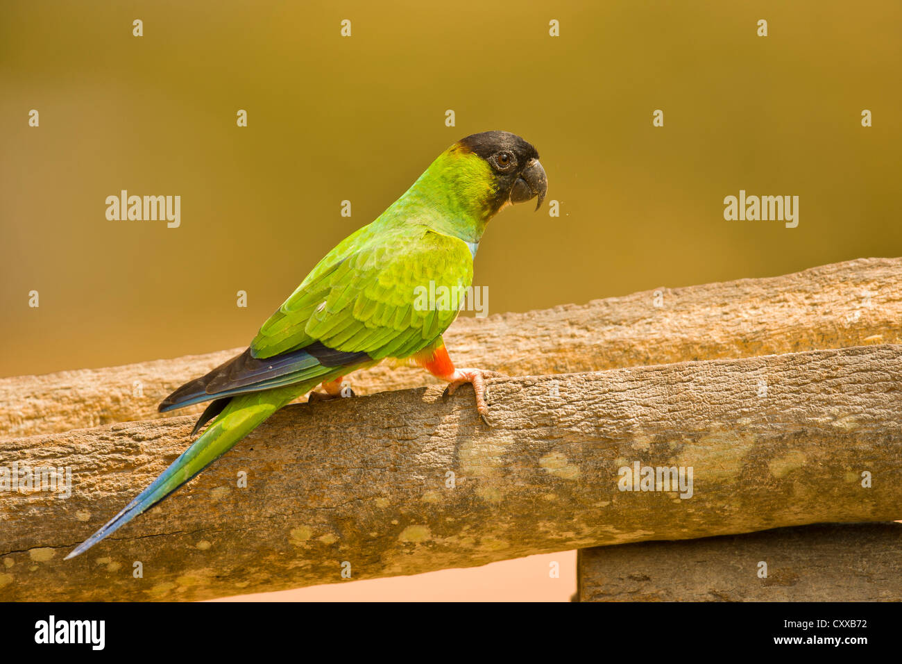 Perruche noire Banque de photographies et d’images à haute résolution ...