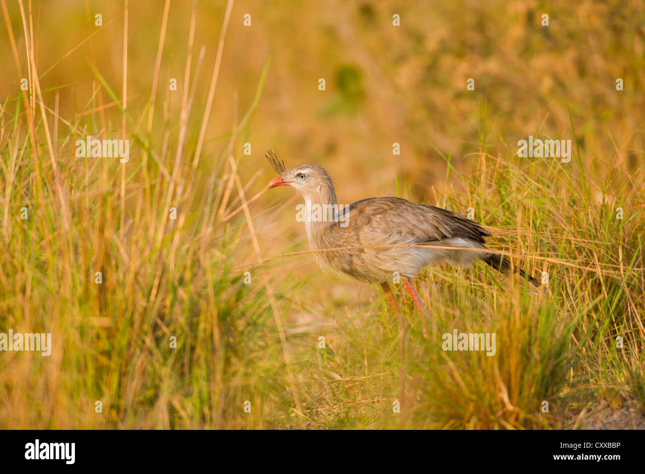 Oiseau pattes rouges Banque de photographies et d’images à haute ...