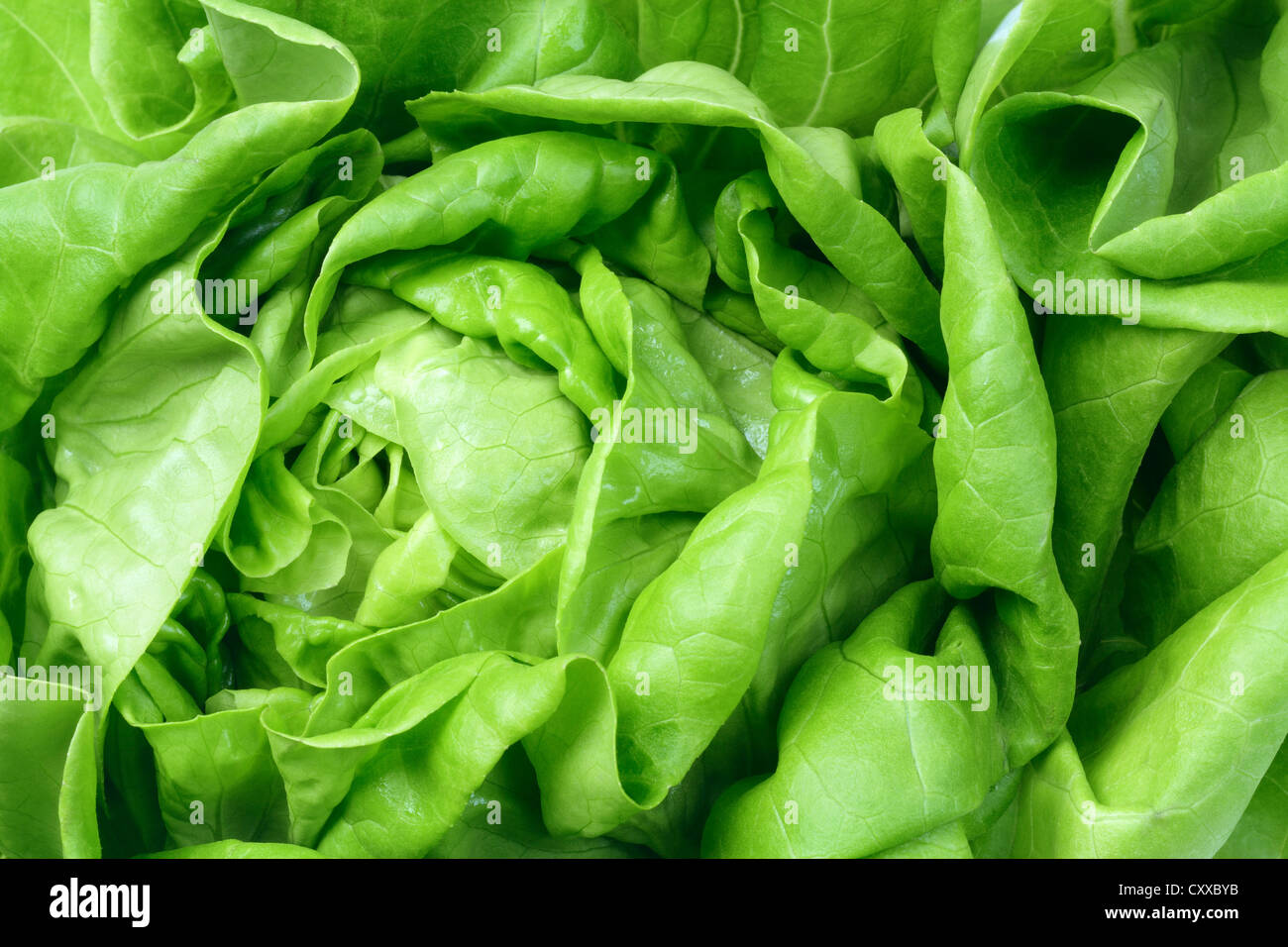 Salade feuille de laitue Banque de photographies et d’images à haute ...