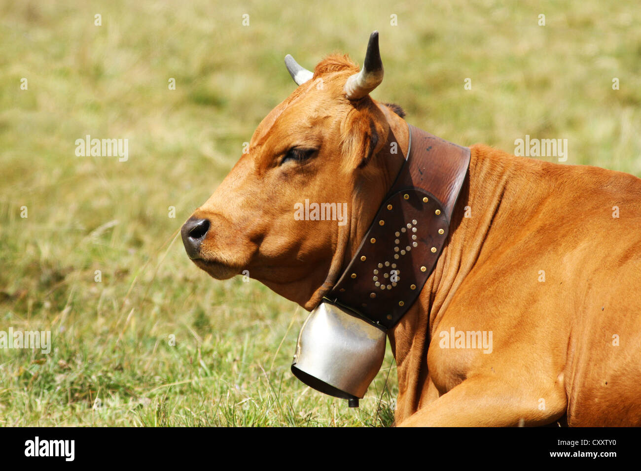 Tarine cow Banque de photographies et d’images à haute résolution - Alamy